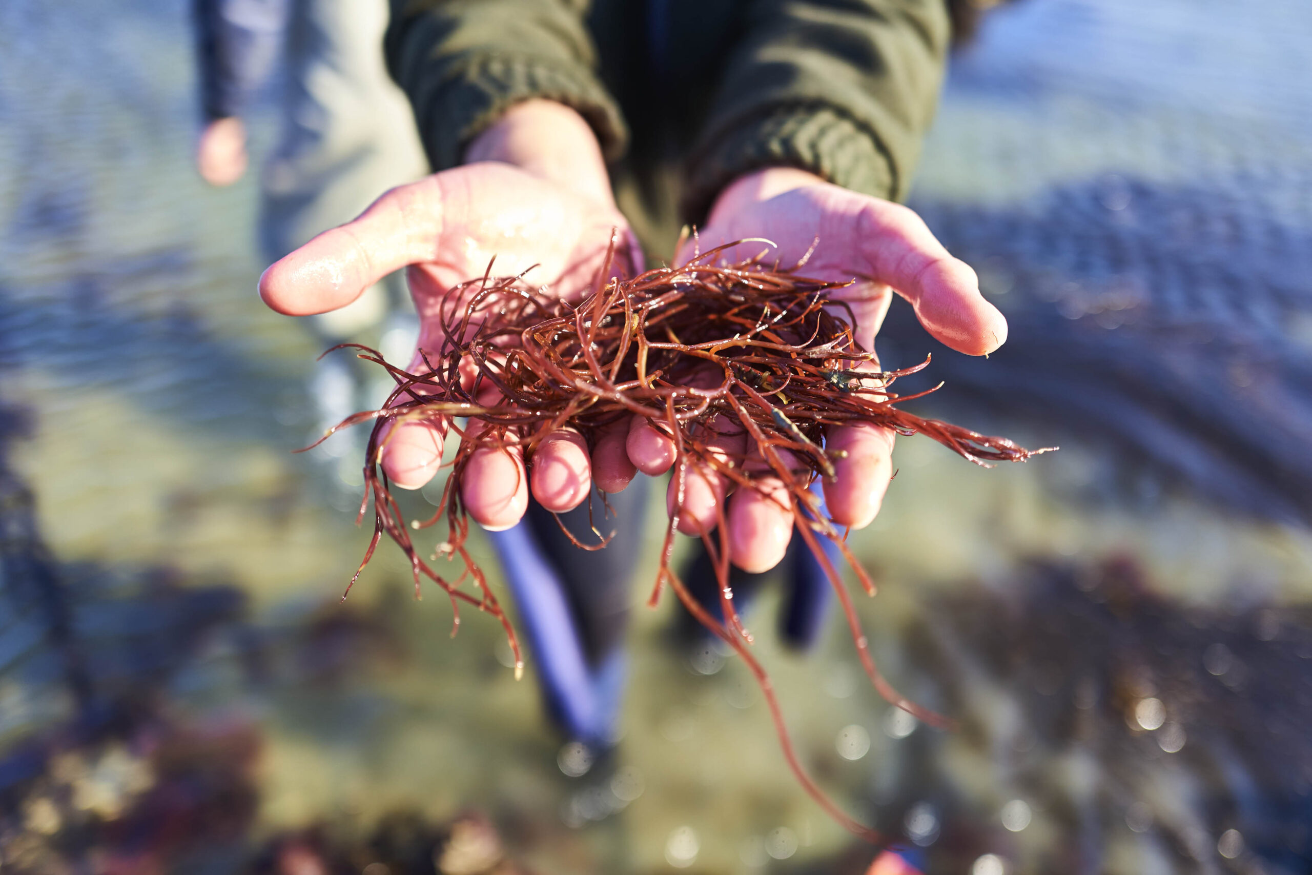 Waarom zeewier lekker, duurzaam én gezond is: Toine legt uit | Ripstar